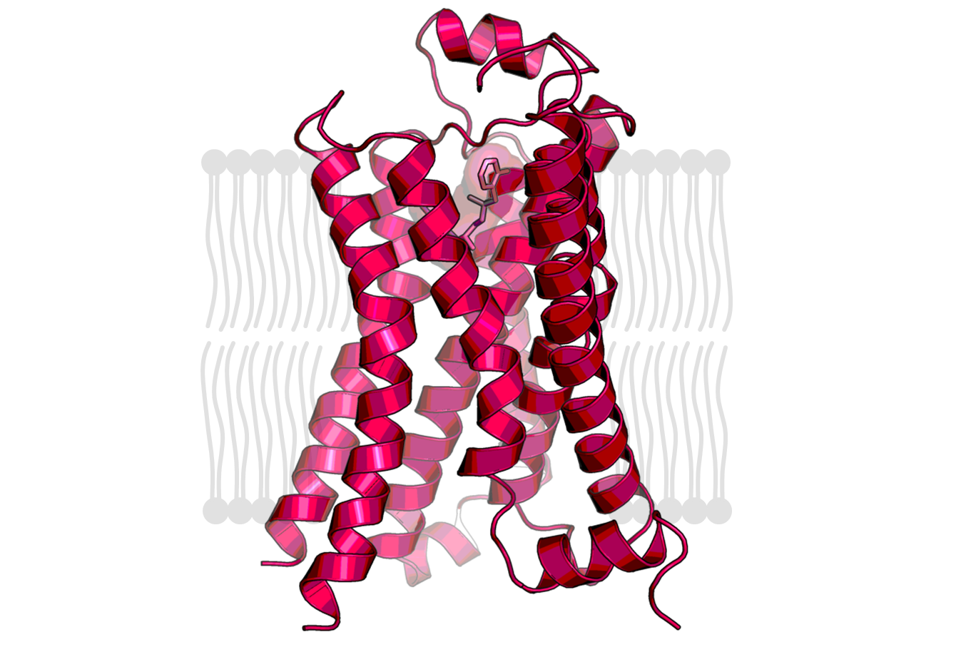 β2AR agonist | BI-167107 | opnMe | Boehringer Ingelheim