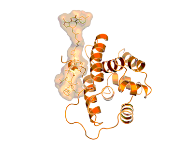 Bacterial PROTAC | BI-8255 | opnMe | Boehringer Ingelheim